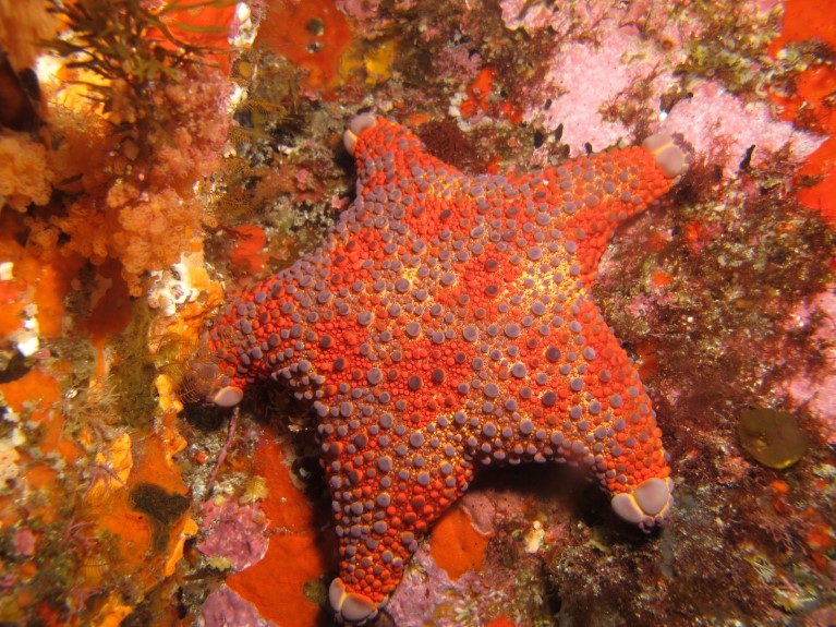 Firebrick sea star