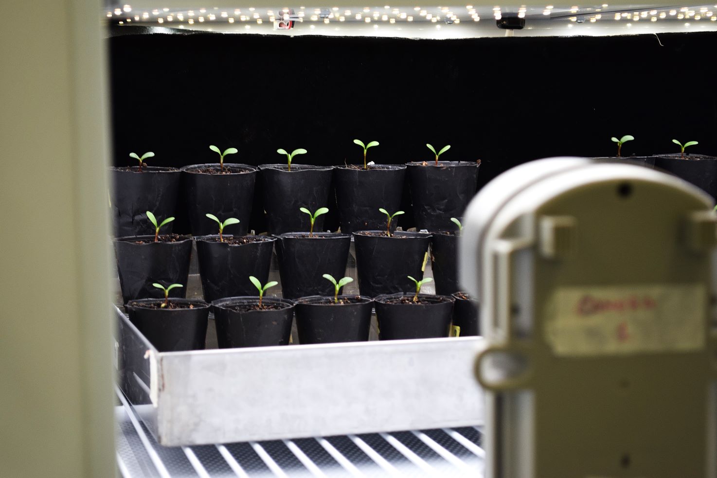 Unlocking the secrets of climate-resistant crops