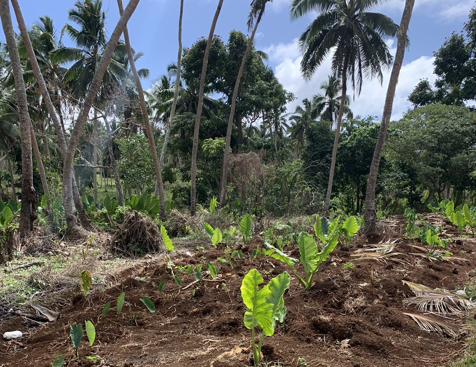 New Zealand Journal of Crop and Horticultural Science call for papers ...