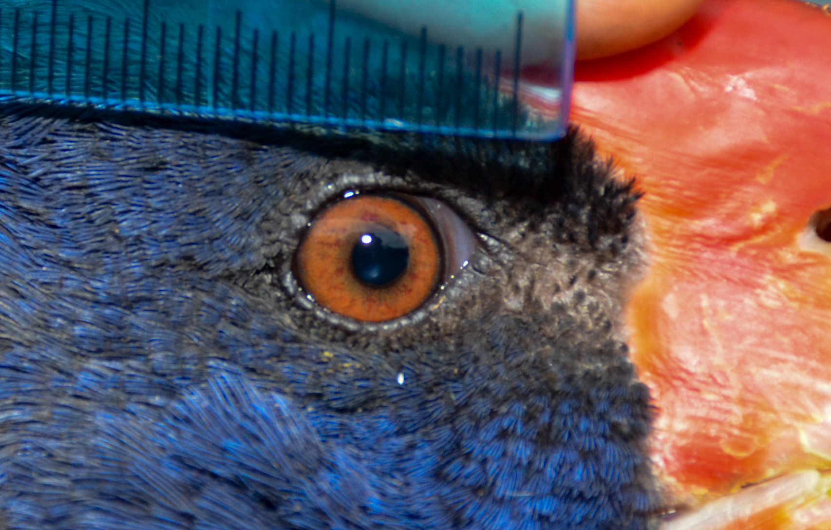 Eye of the Takahē
