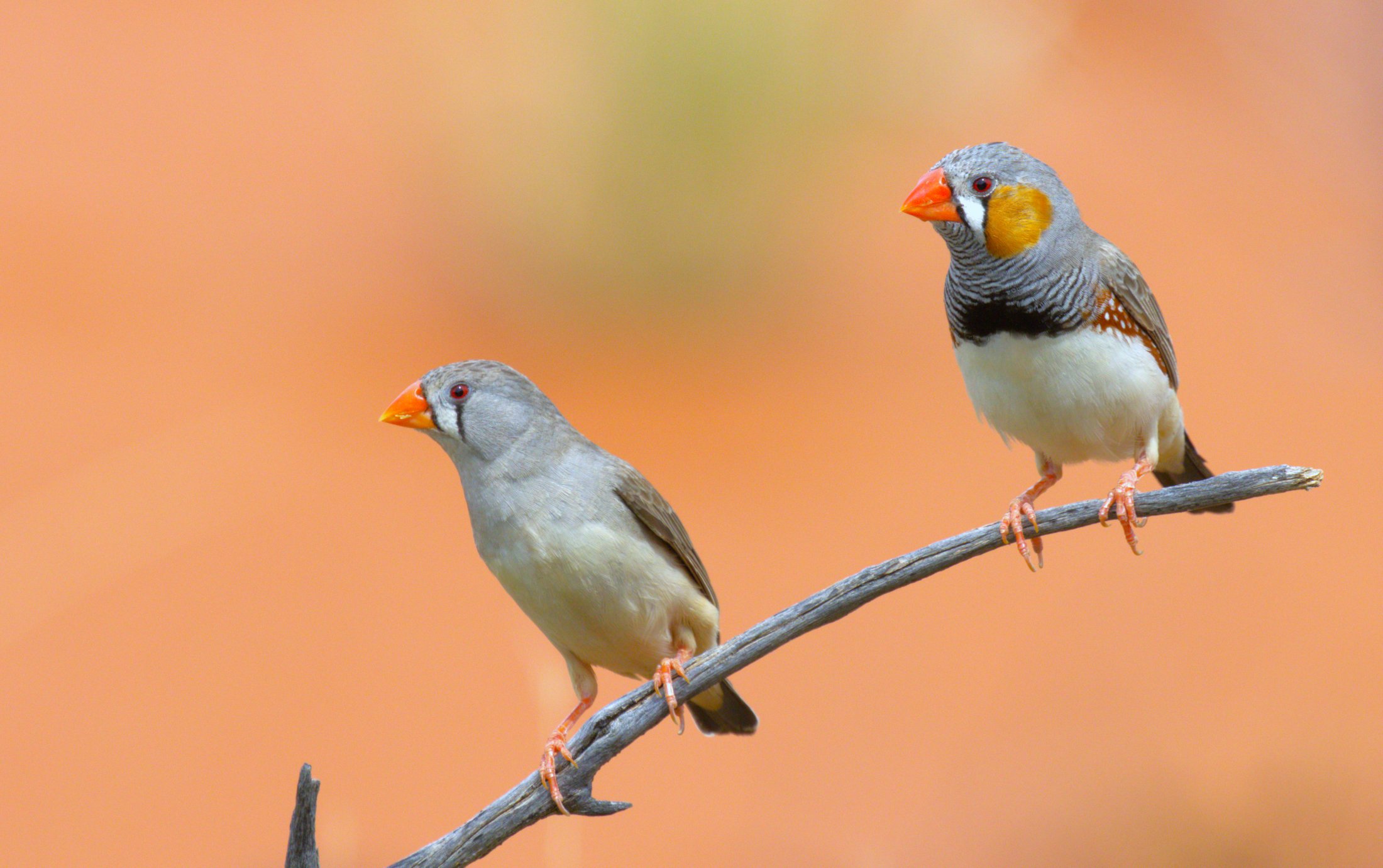 Information on the 2023 Marsden Fund round