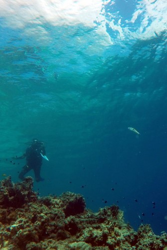 Born under an inauspicious moon, baby fish delay settlement on coral reefs