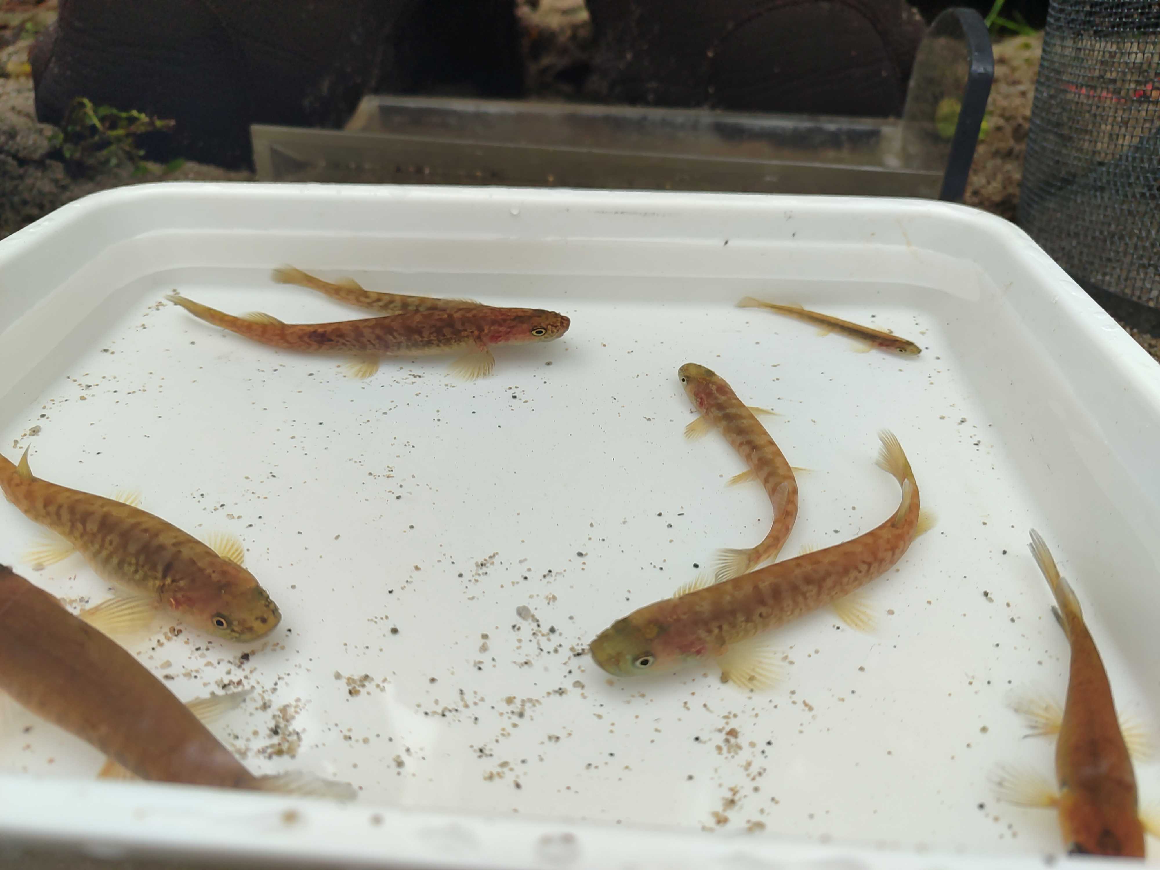 NZJMFR Call for Papers: Special issue on Freshwater fish in focus ...