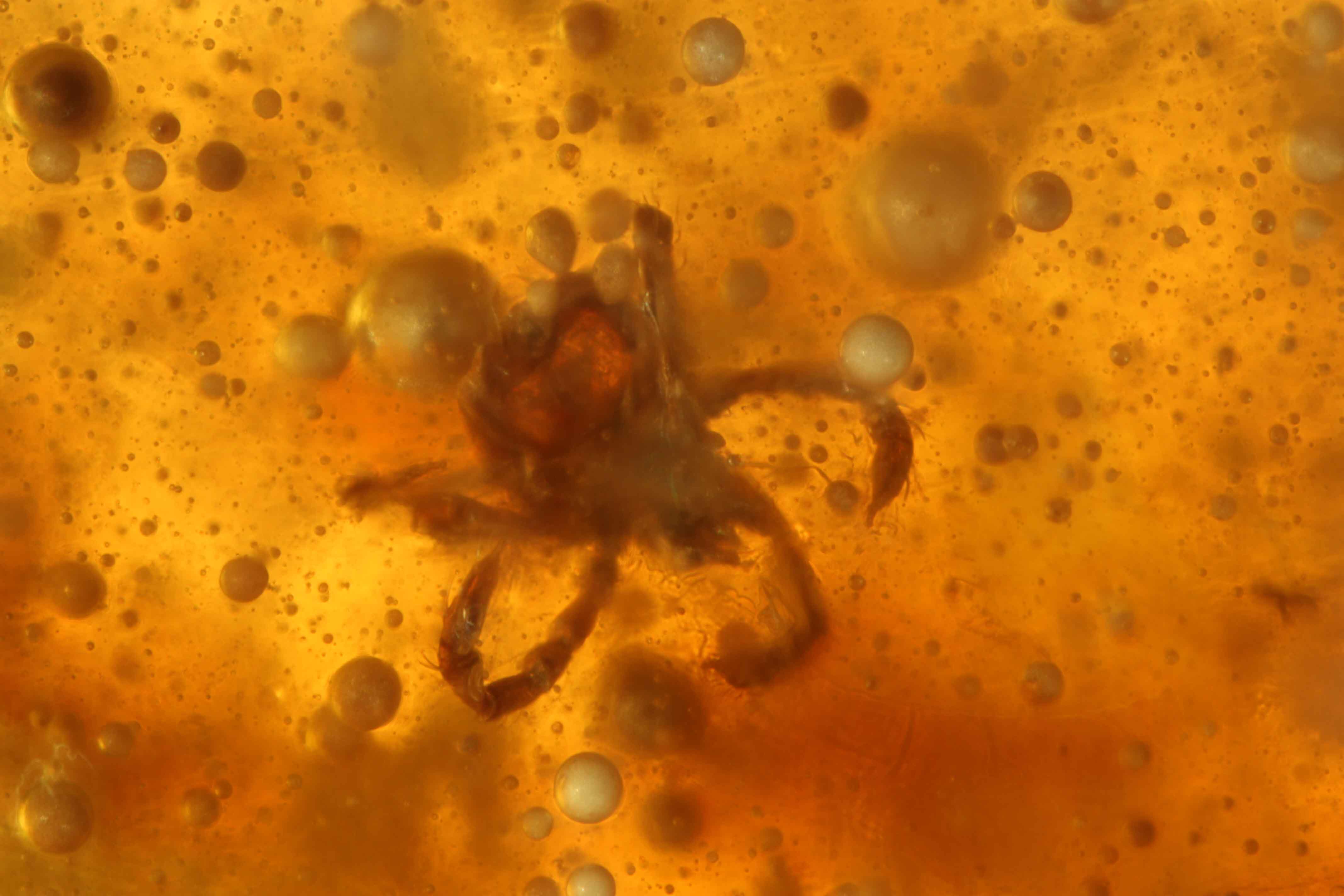 Marsden Fund highlights