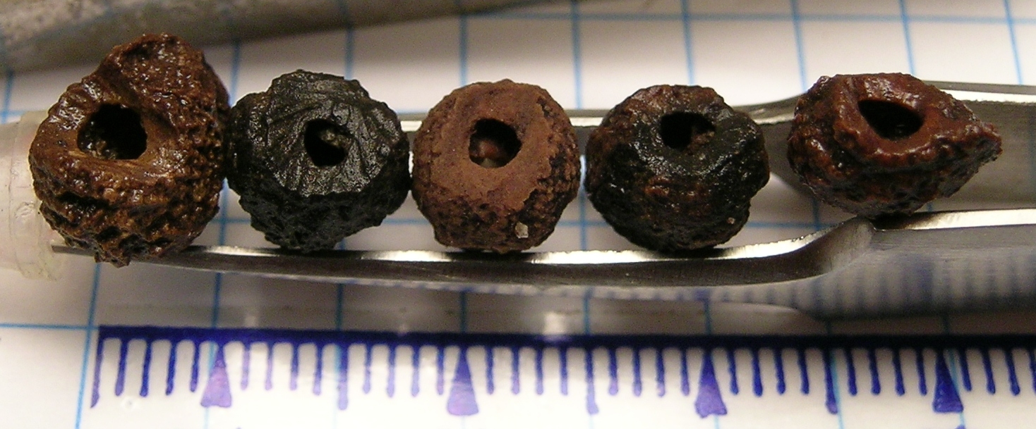 Marsden Fund research in focus