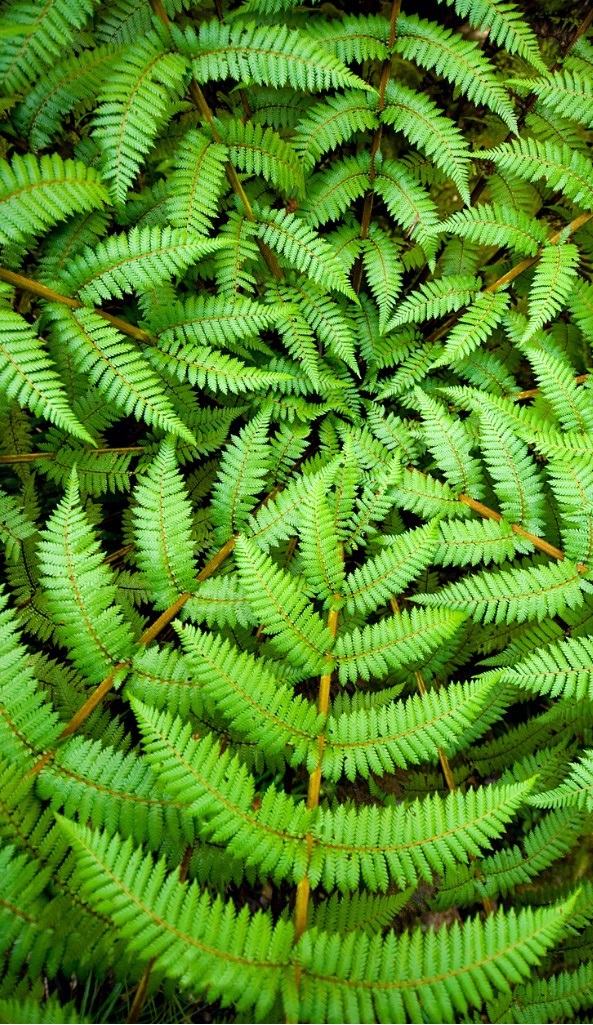 NZJB First Paper Award