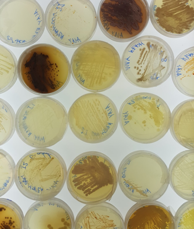 Drugs from the bugs within bugs: Harnessing the power of insect ...